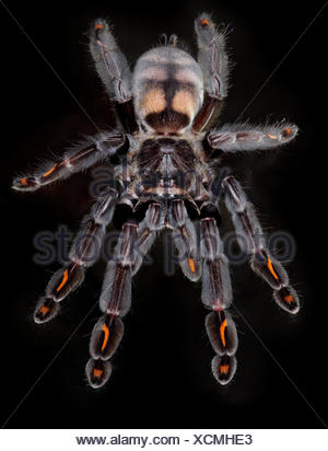 Venezuelan Sun Tiger Tarantula / Devil tree spider (Psalmopoeus Stock ...