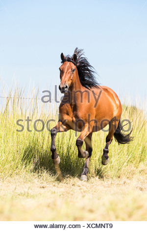 Boerperd, Boer Pony. Bay horse with rider showing an extended trot ...