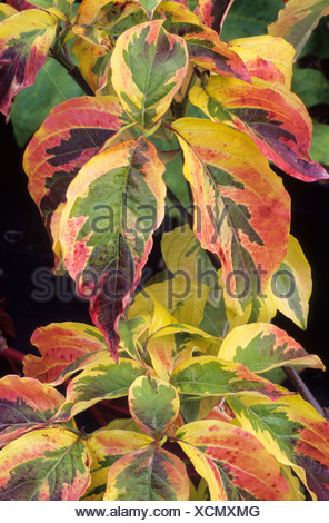 Cornus florida 'Cherokee Sunset', detail, red, green, yellow Stock ...