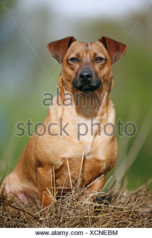 sitzender Hund / sitting Dog Stock Photo: 29775882 - Alamy
