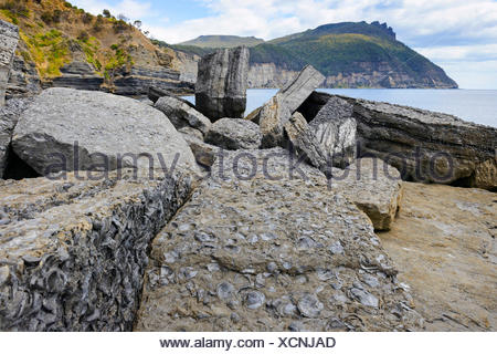 Fossil Cliffs, Maria Island National Park, Tasmania, Australia Stock ...