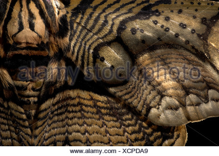 Owl Moth Brahmaea wallichii Asia Africa Stock Photo - Alamy
