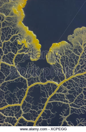 Physarum Polycephalum Life Cycle