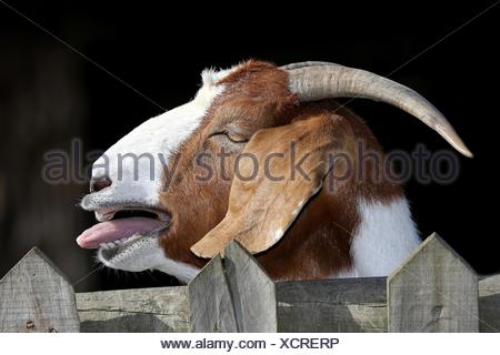 Male billy goat bleating with it;s mouth open and looking over fence ...