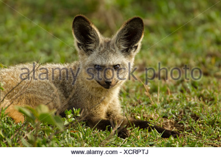 Africa Animals Bat Eared Fox Big Ears Ears Fox Stock Photo - Alamy