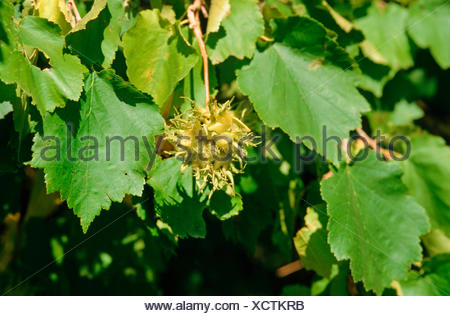 turkish hazel (Corylus colurna), fruits on a tree Stock Photo: 76064045 ...