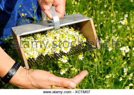 Chamomile rake, herb farm, Pflegerhof farm, Castelrotto, South Tyrol ...