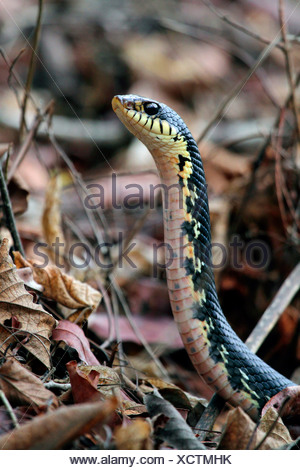 Madagascar Menarana snake, Giant Madagascan Hognose, Malagasy Giant ...