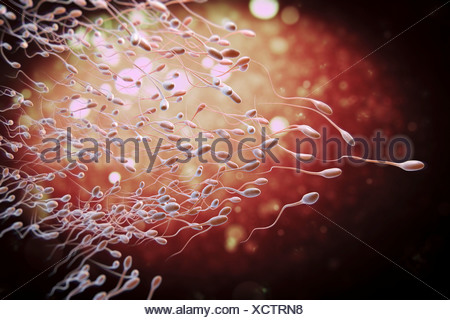 A group of sperm cells swimming in the fallopian tube Stock Photo ...