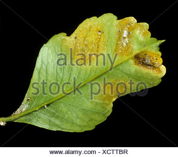 Citrus rust mite (Phyllocoptruta oleivora) rust like patches of Stock ...