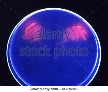Corynebacterium minutissimum Bacteria Stock Photo: 56151887 - Alamy
