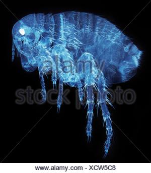 Human flea. Light micrograph (LM) of a female human flea (Pulex Stock ...