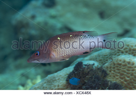Diana's Hogfish (Bodianus diana) swimming in a coral reef, Habili Stock ...