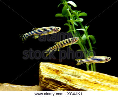 Zebra Danio, Zebrafish (Brachydanio rerio, Danio rerio), swarm in an ...