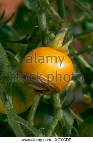 Blossom end rot of tomato - Calcium deficiency - plant disorder Stock ...