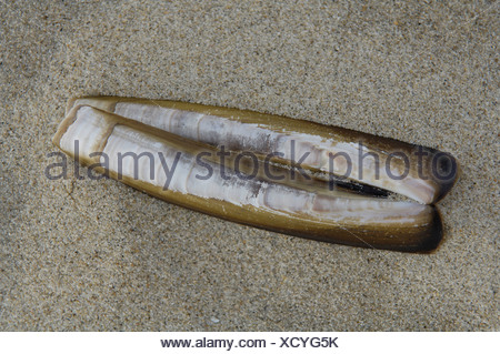 Razor Shell, Ensis arcuatus, Pharidae. Norfolk Coast, UK Stock Photo ...