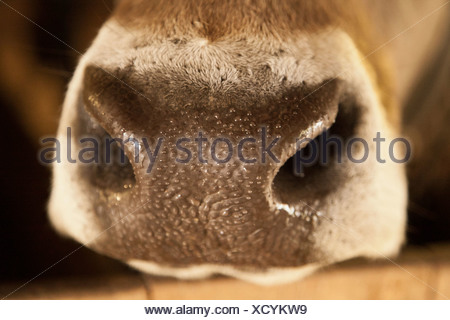 Nose of an Austrian cow, Brown Swiss, with water beads Stock Photo - Alamy