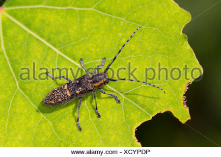Small poplar borer, Lesser poplar borer, Small poplar longhorn beetle ...