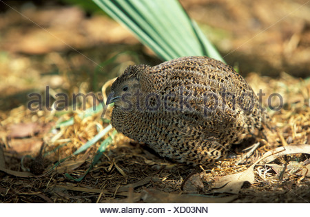Female African Blue Quail (Coturnix adansonii Stock Photo: 18705097 - Alamy