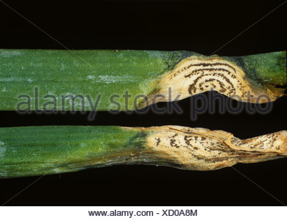 Agriculture - Crop disease; anthracnose lesions on a grain corn stalk ...