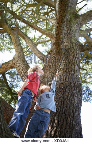 Young boy pointing up at tree on a sunny day Stock Photo: 310080281 - Alamy