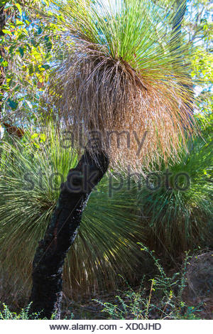 A grass tree Black boy (Xanthorrhoea resinosa), flower spike. Used by ...