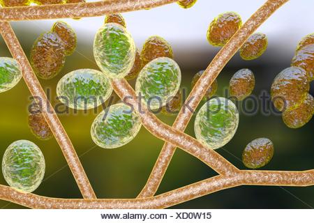 Computer illustration of Trichophyton mentagrophytes, the cause of ...