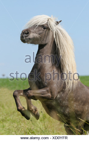 Silver dapple Shetland Pony rearing Stock Photo: 51223155 - Alamy