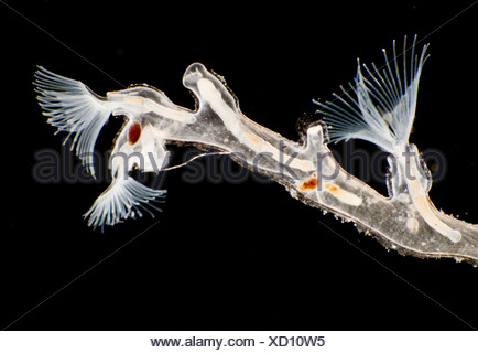 Plumatella repens (Plumatella repens), colonial zooid, Germany Stock ...