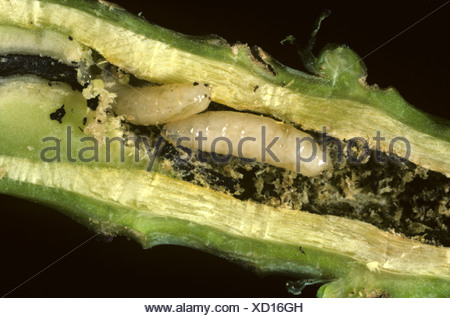 Cabbage root fly Delia radicum damage to a cabbage Brassica oleracea ...