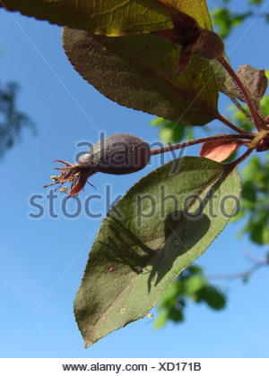 Eley Crabapple (Malus x purpurea (Malus purpurea)), young fruit Stock ...