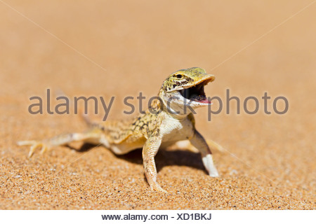 Africa, Namibia, Shovel-snouted lizard in namib desert Stock Photo - Alamy