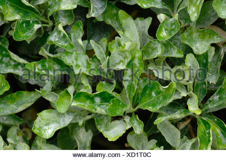 Powdery mildew (Oidium euonymi-japonici) infection on a Euonymus Stock ...
