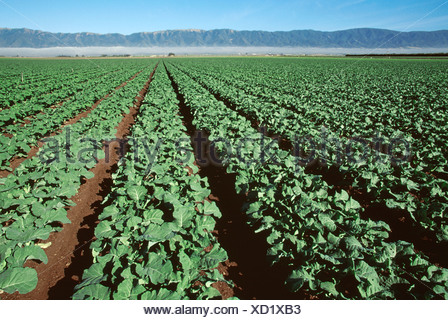 A BROCCOLI FIELD grows in the SALINAS VALLEY of CALIFORNIA Stock Photo ...