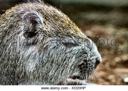 cuban tree rat Stock Photo: 140997167 - Alamy