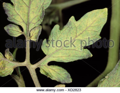 Close up of tomato leaf showing Nitrogen deficiency Stock Photo ...
