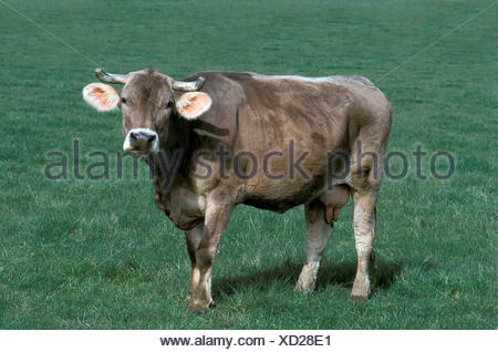 Brune des Alpes Cow, a French Cattle Breed Stock Photo: 111487562 - Alamy