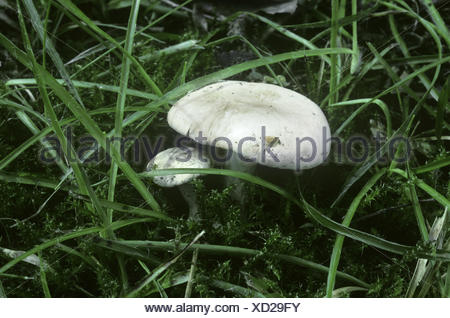 Ivory Funnel - Clitocybe dealbata Stock Photo: 145160416 - Alamy