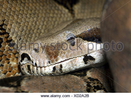 Boa constrictor head Stock Photo - Alamy