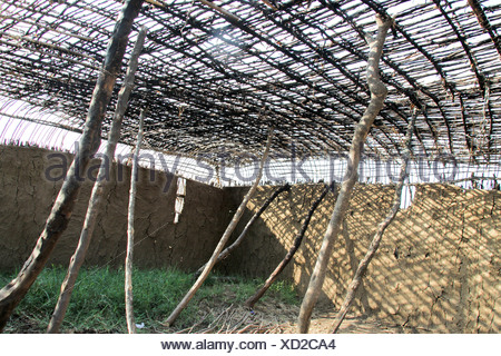 Traditional Maasai (Masai) hut is constructed from applying mud to a ...