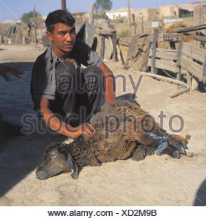 Turkmenistan, desert Karakum, Jerbent, man, sheep, shear, no model ...