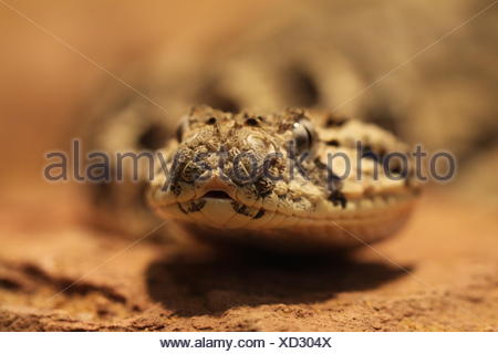 puff adder (Bitis arietans, Bitis lachesis), portrait with mouth open ...