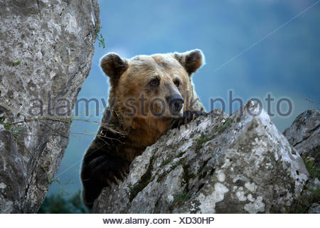Pyrenean brown bear (Ursus arctos pyrenaicus) resting on rocks Stock ...