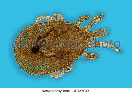 red mite of poultry, poultry red mite, red chicken mite, chicken mite ...