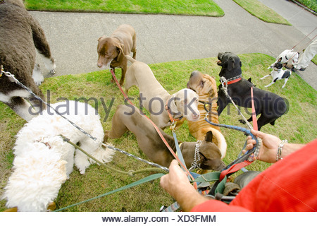 Man walking multiple dogs Stock Photo - Alamy