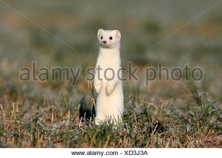 Stoat with a white winter coat standing upright, Mustela erminea Stock ...
