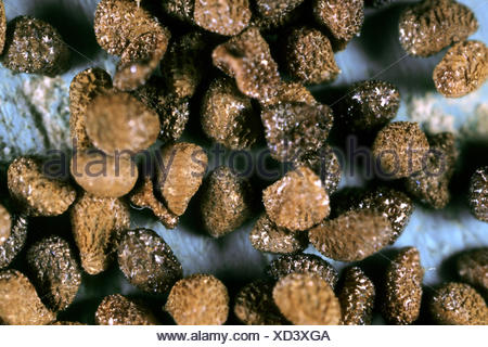 tobacco seeds close up (Nicotiana sp Stock Photo: 178199913 - Alamy