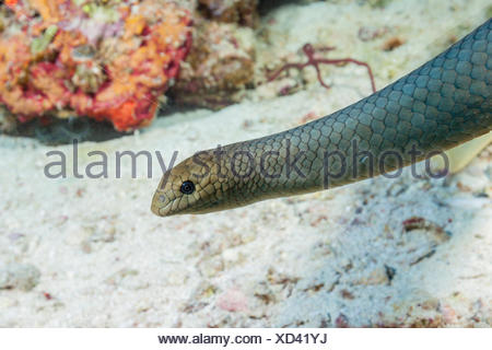 Olive sea snake or the golden sea snake (Aipysurus laevis) in the Stock ...