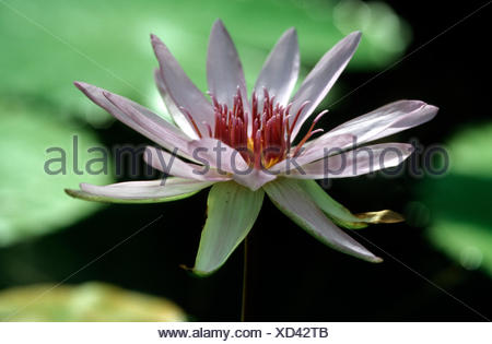 Egyptian lotus, blue lotus of the nile, blue water lily (Nymphaea Stock ...