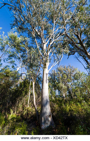 A Queensland Blue Gum eucalyptus tree in a Sputum Gum Forest Stock ...